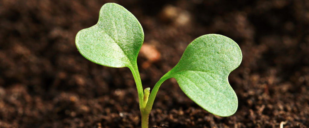 Toshiba Celebrates Earth Day Through Global Reforesting & Recycling ...